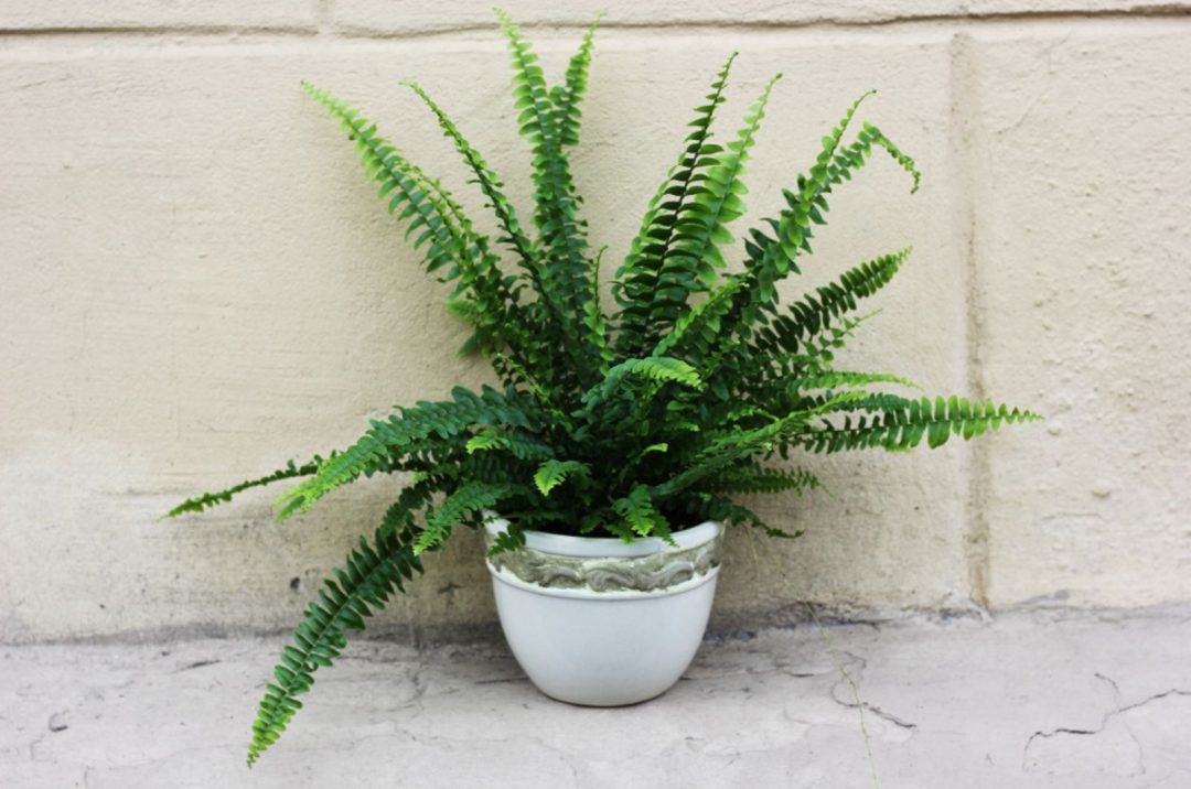Fluffy Ruffle Fern Care: All Your Questions Answered