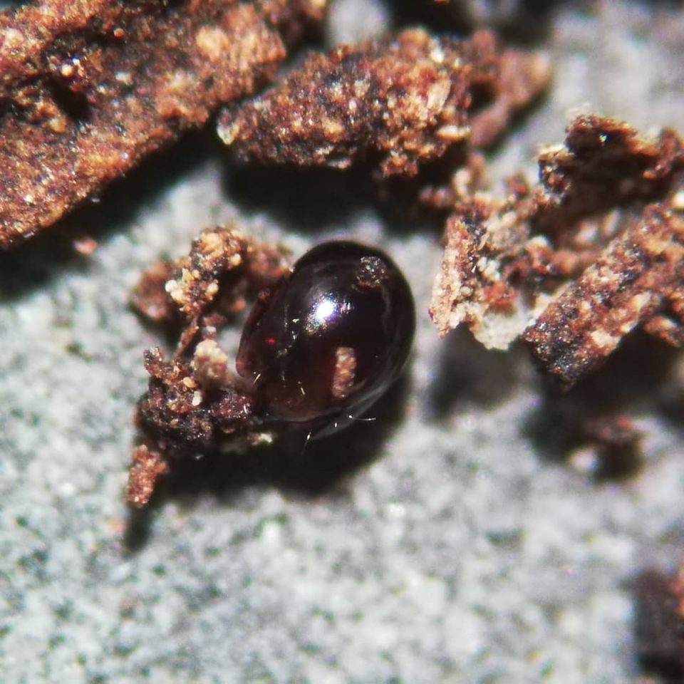 Soil Mites: Is It Good To Have Them Around Plants?