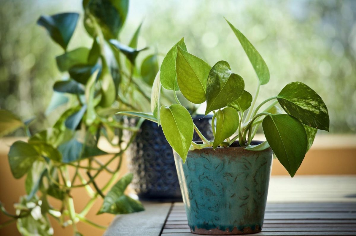 10 Best Plants For Self-Watering Pots And Their Care Guides