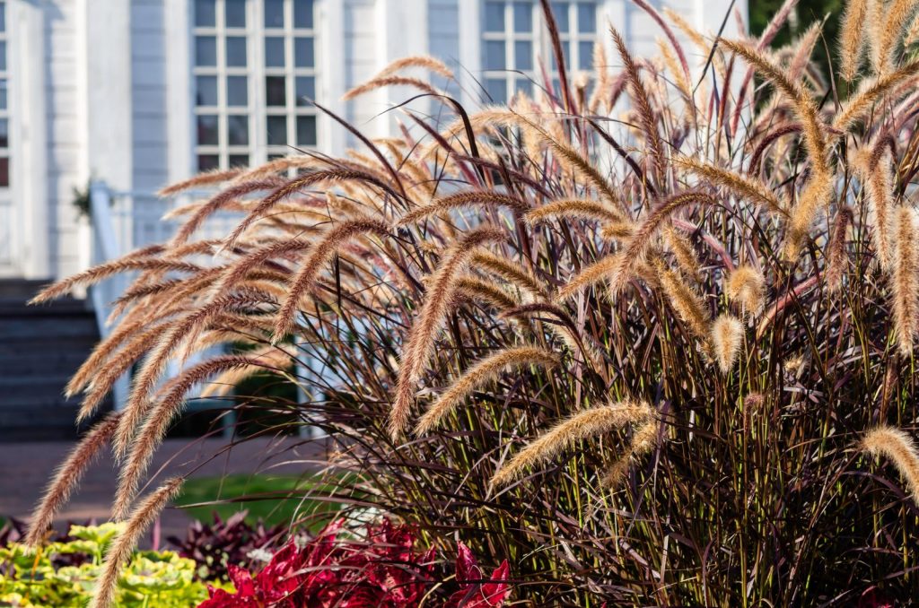 20 Best Tall Potted Plants For Privacy And Their Care Guides