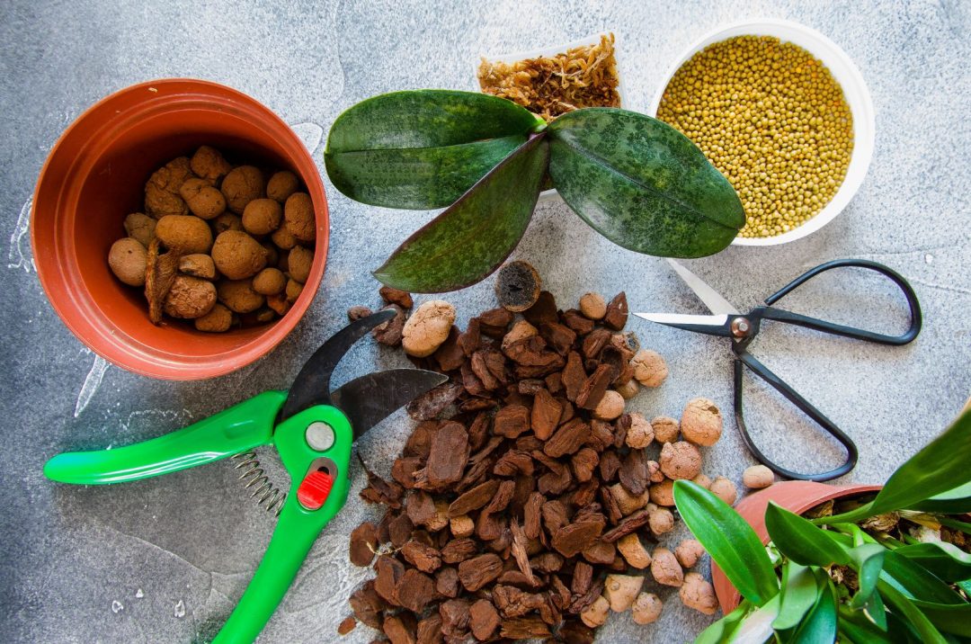 Step-By-Step Guide To Repotting Orchids (Best Tips)