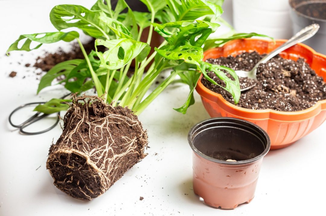 Detailed Step By Step Guide To Repotting Monstera Plants