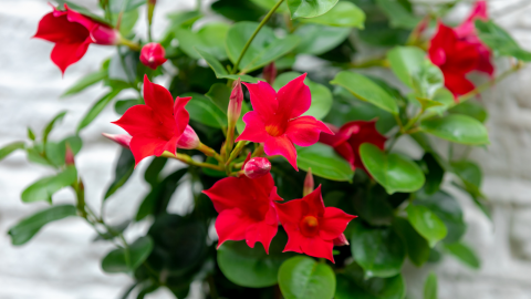 Rio Dipladenia: Features, Facts, And Care Guide