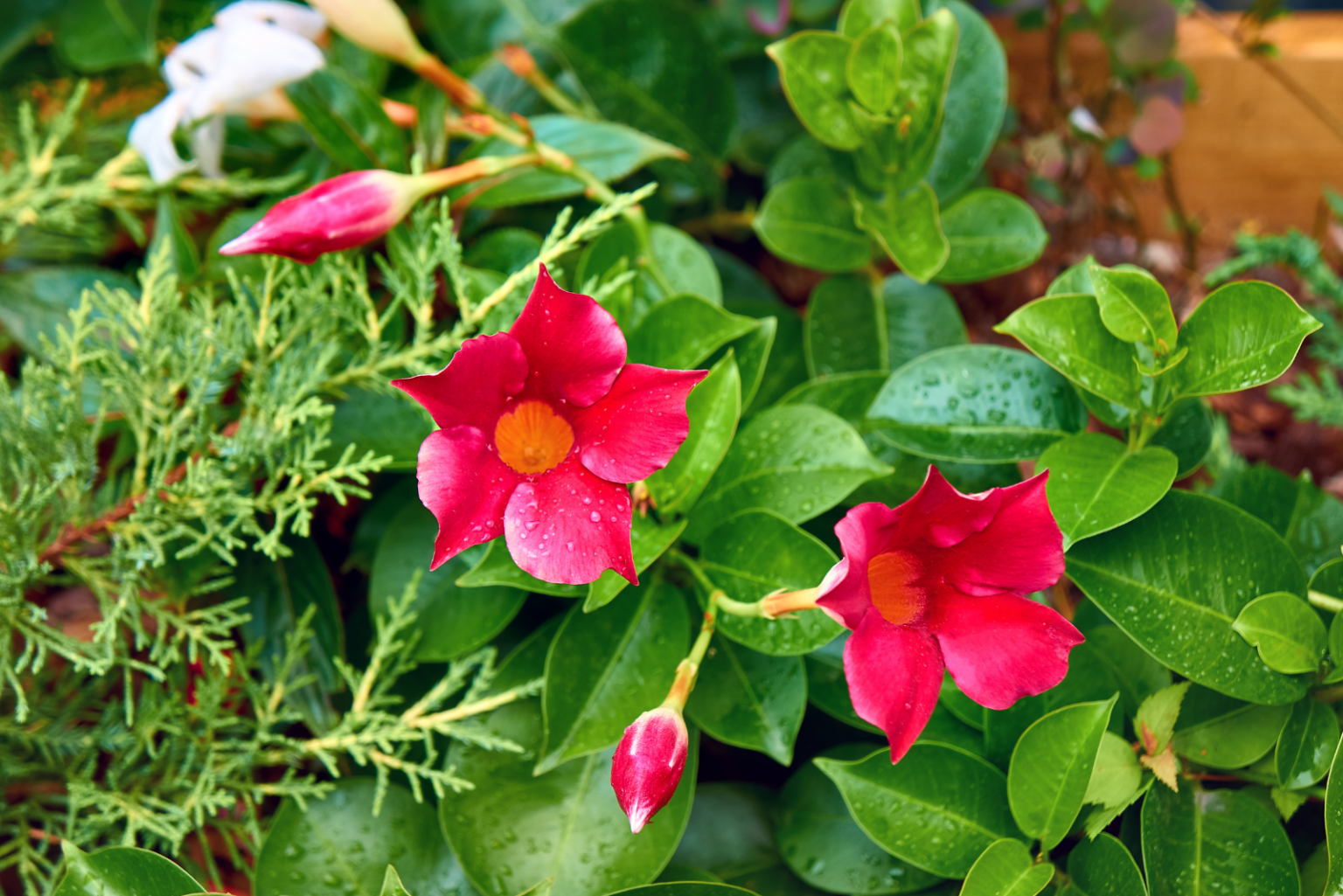 Rio Dipladenia: Features, Facts, And Care Guide