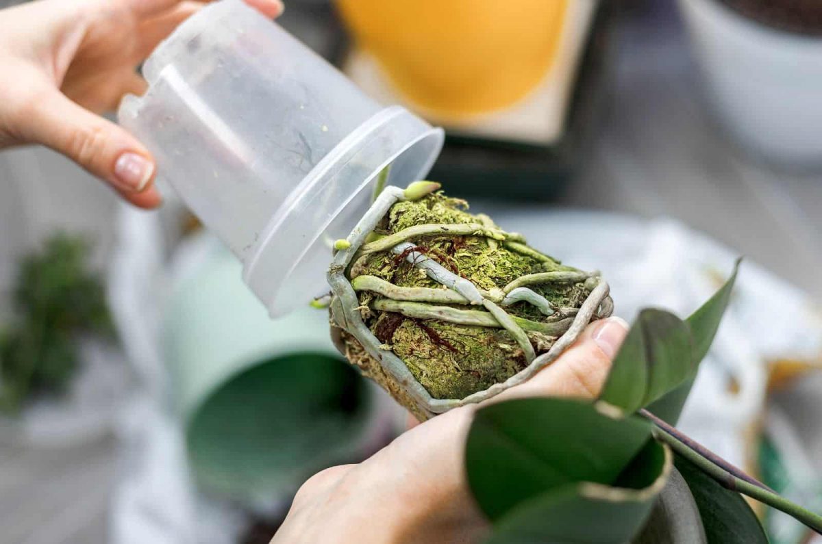 Step-By-Step Guide To Repotting Orchids (Best Tips)