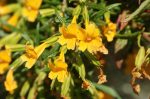 Sticky Monkey Flower: Growing Tips And Interesting Facts