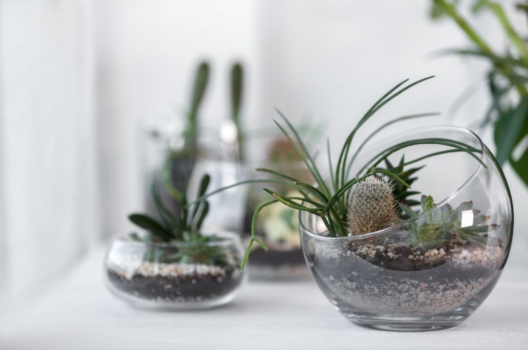 How To Create A Succulent Terrarium: Step-by-step Guide