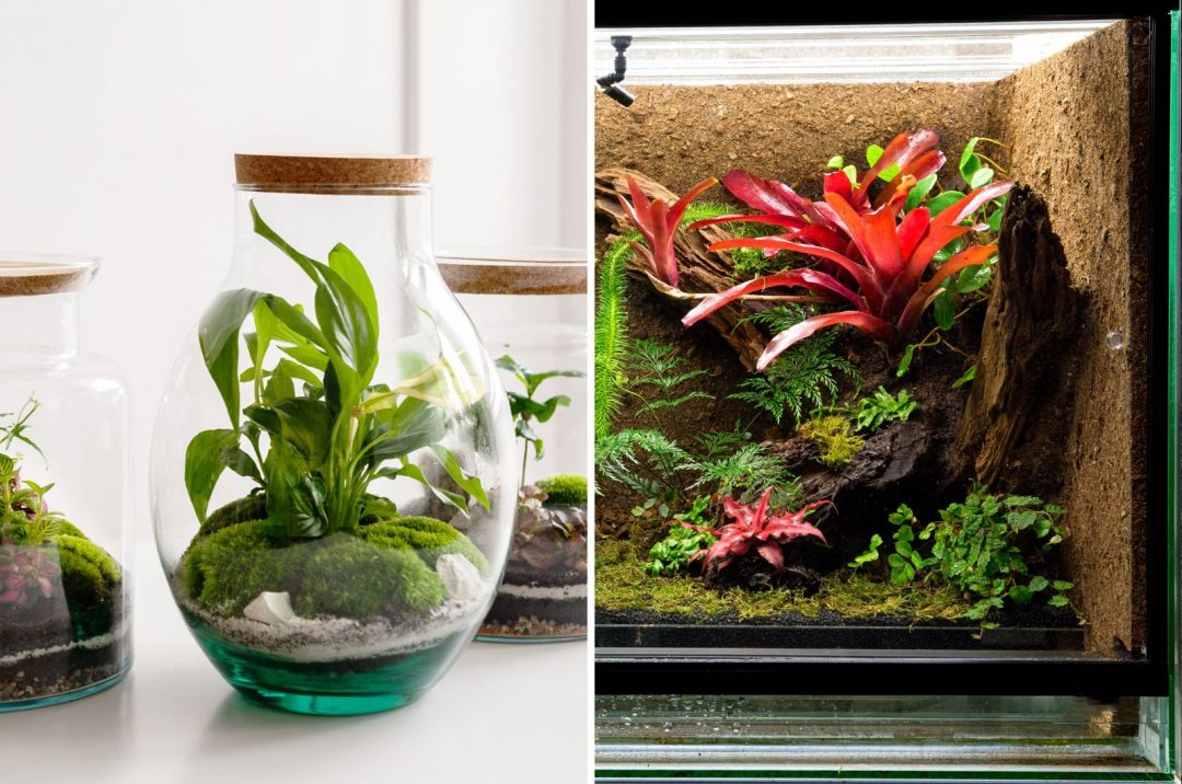 Terrarium vs Vivarium: Learn The Differences