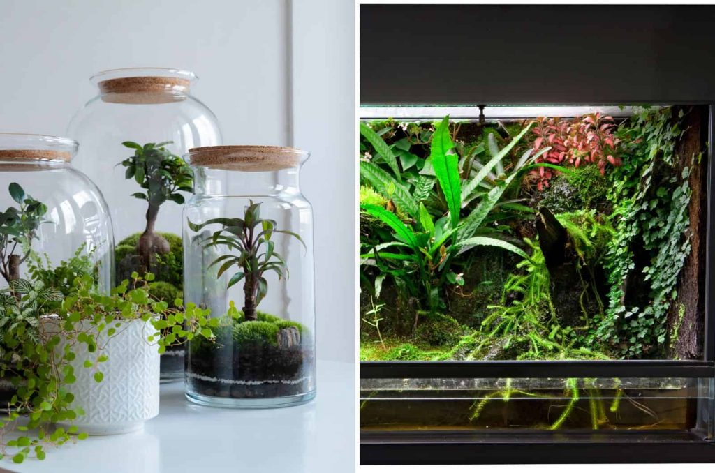 Terrarium vs Vivarium: Learn The Differences