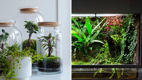 Terrarium vs Vivarium: Learn The Differences