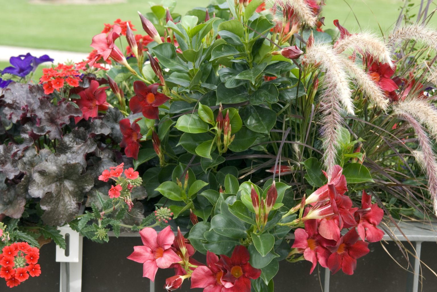 Rio Dipladenia: Features, Facts, And Care Guide