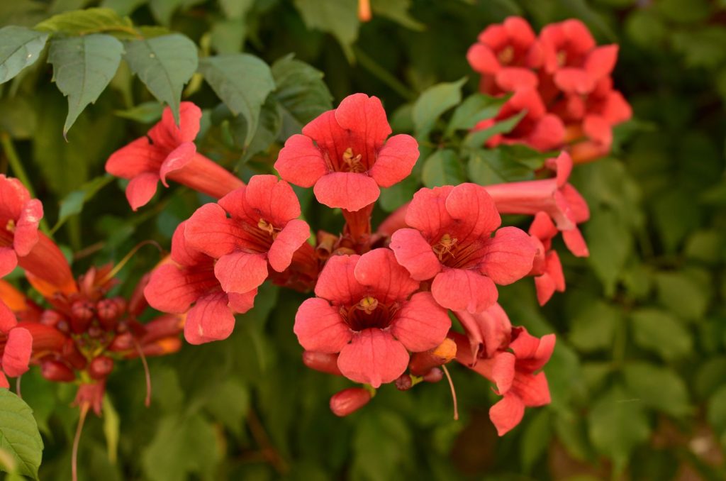 20 Best Tall Potted Plants For Privacy And Their Care Guides