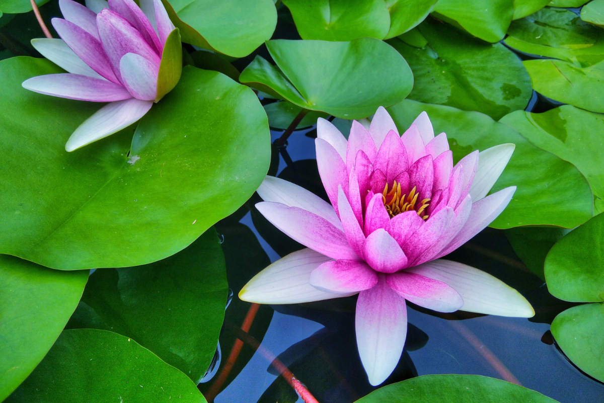 15 Water Plants For Ponds And Tips For Growing Them