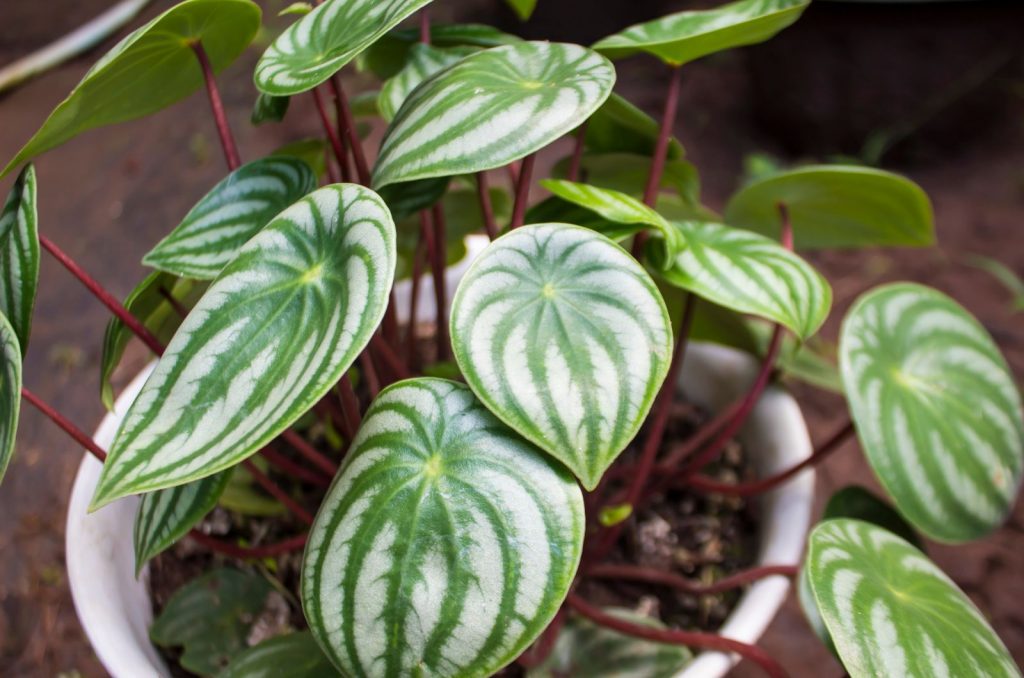 How And When To Propagate Watermelon Peperomia