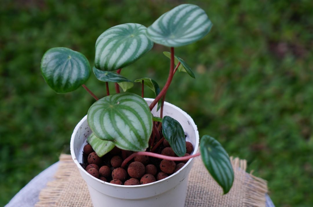 How And When To Propagate Watermelon Peperomia