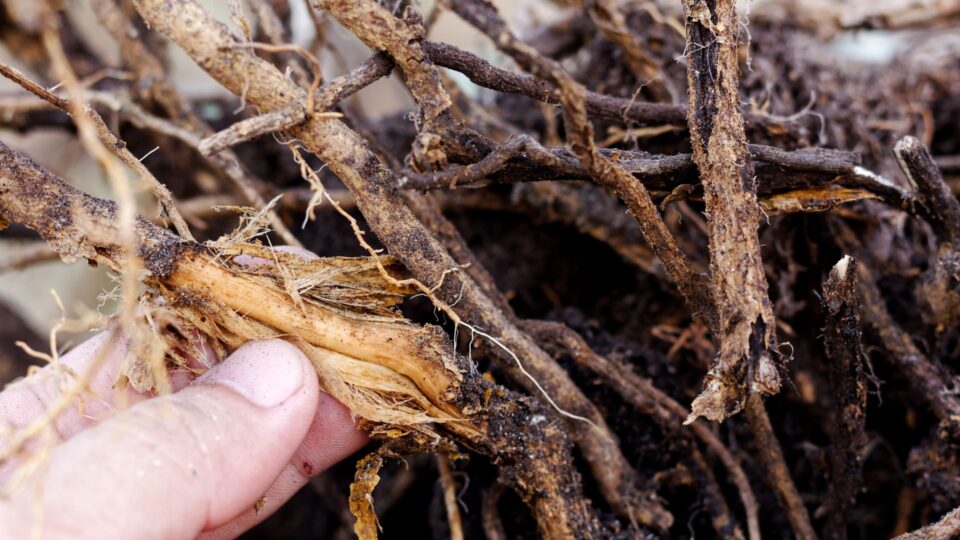 What Are Root Rot Symptoms + Causes, Treatment & Prevention