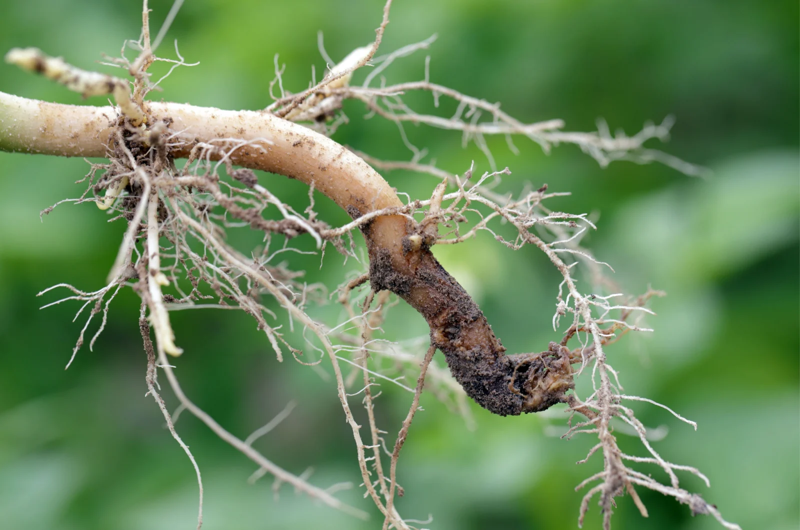 PLANT DISEASES Positivebloom PLANT DISEASES Positivebloom
