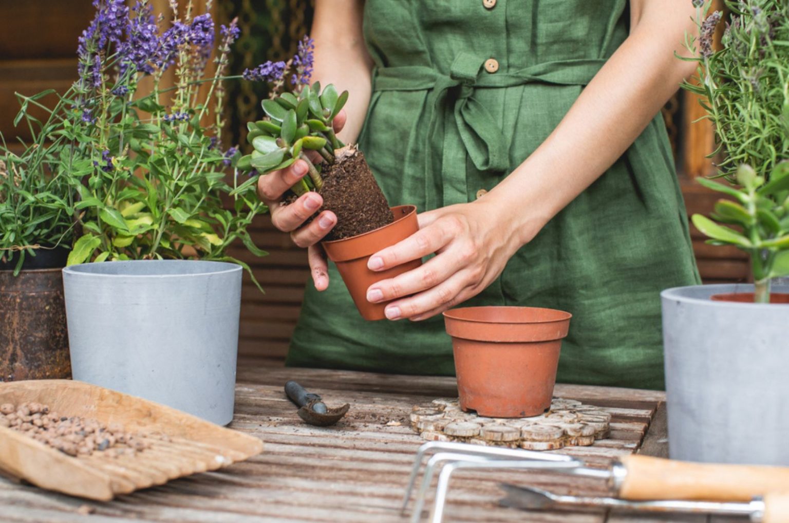 Chinese Money Plant Drooping: 10 Causes And Solutions