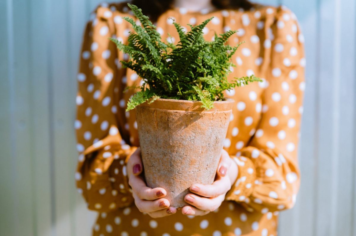 Fluffy Ruffle Fern Care: All Your Questions Answered