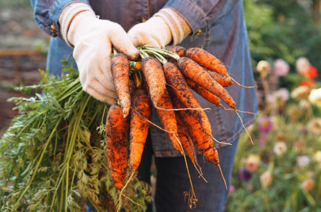 How To Grow And Care For Hydroponic Carrots (With Pro Tips)