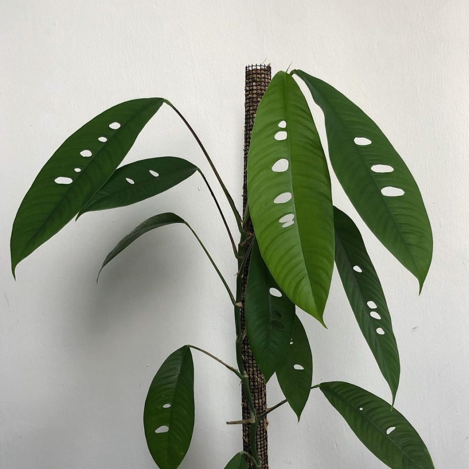 How To Grow And Care For A Rhaphidophora Foraminifera