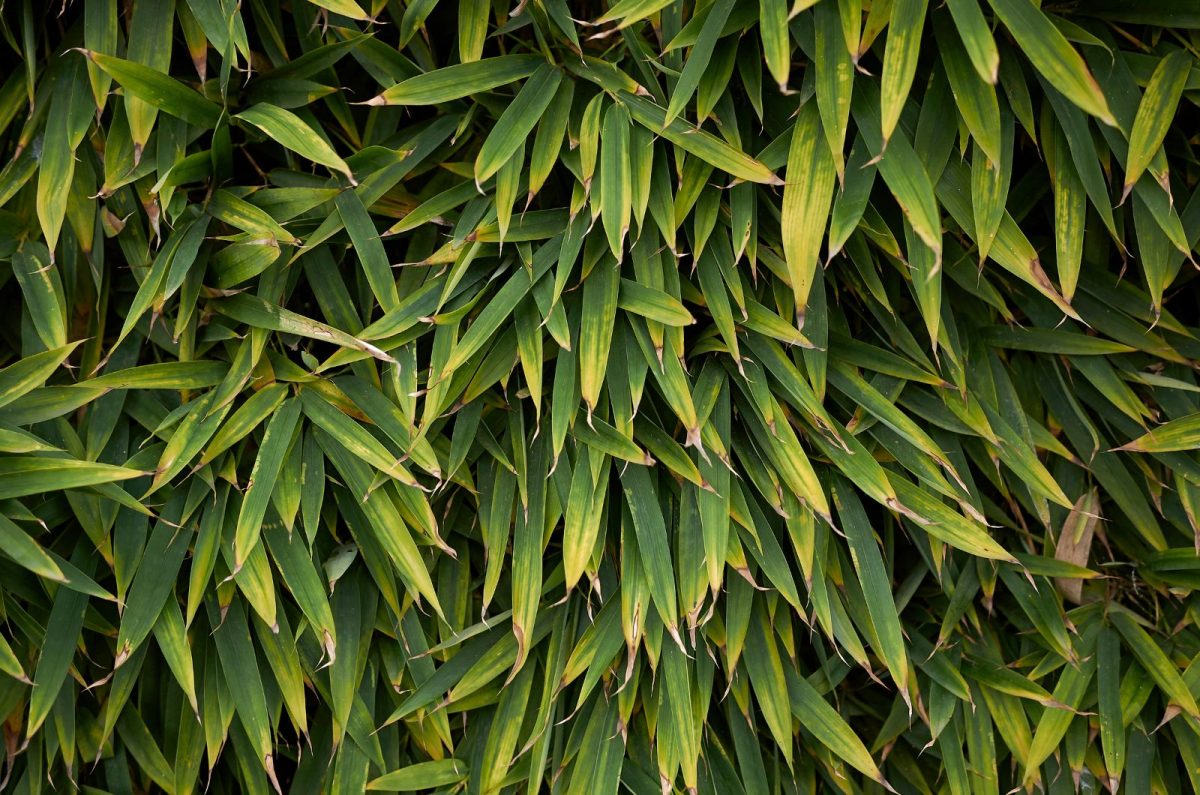 How To Make And Maintain Bamboo Hedges: Useful Tips