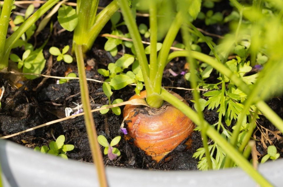 How To Grow And Care For Hydroponic Carrots (With Pro Tips)