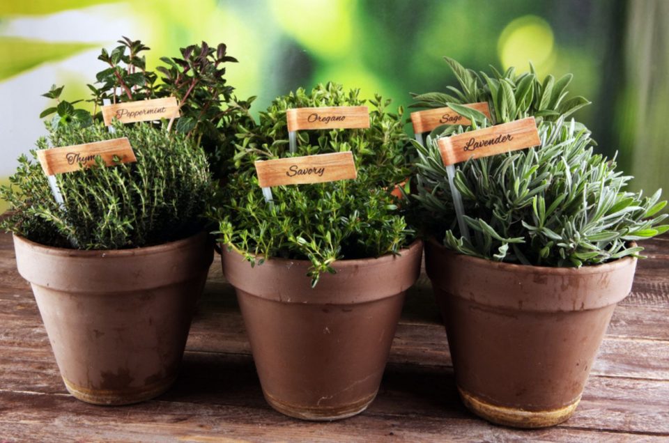 Growing Herbs In Pots For Beginners: Step-by-step Guide Growing Herbs In Pots For Beginners: Step-by-step Guide