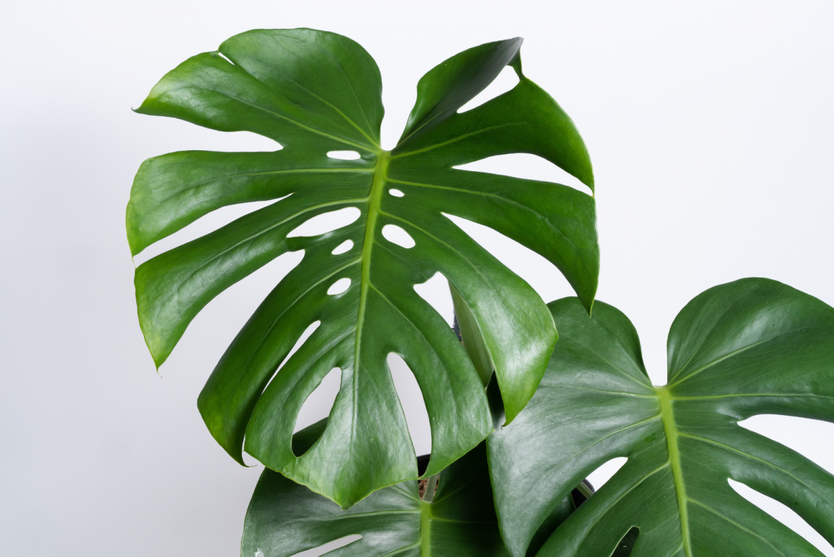 Monstera Fenestration: Details About This Phenomenon