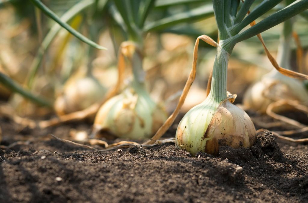 Onion Roots: Everything You Need To Know Right Here
