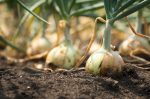 Onion Roots: Everything You Need To Know Right Here