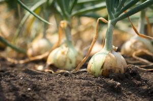 Onion Roots: Everything You Need To Know Right Here