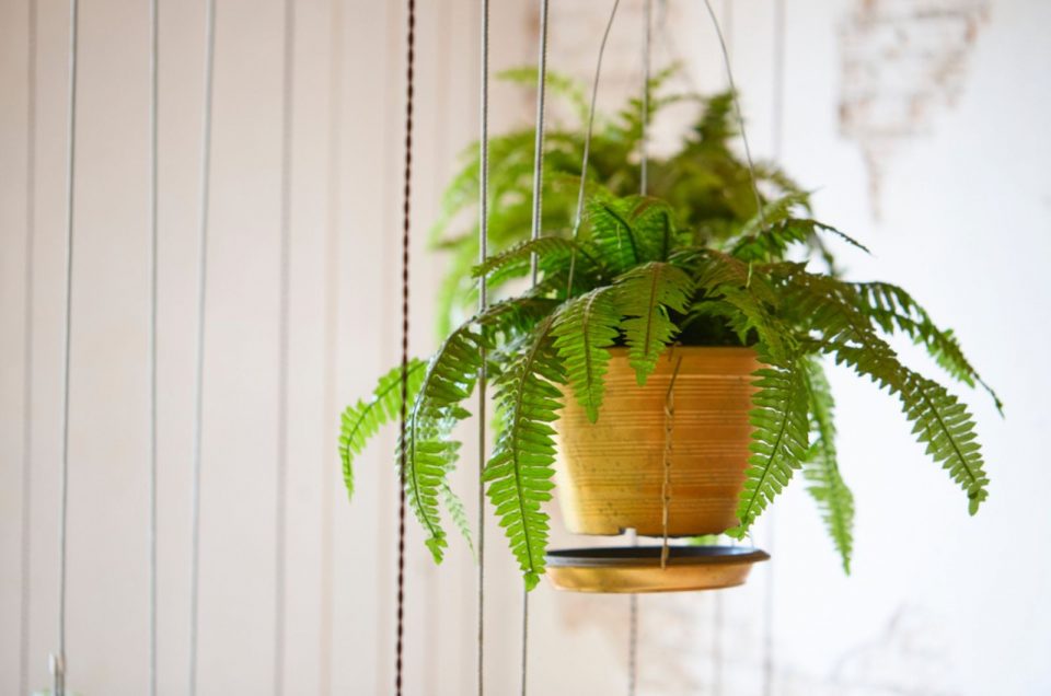 Fluffy Ruffle Fern Care: All Your Questions Answered