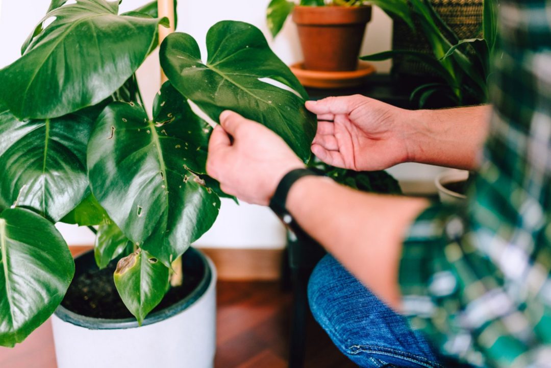 Annoying Monstera Problems And How To Fix Them