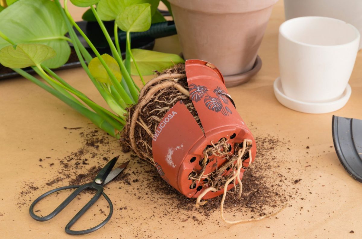 Detailed Step By Step Guide To Repotting Monstera Plants