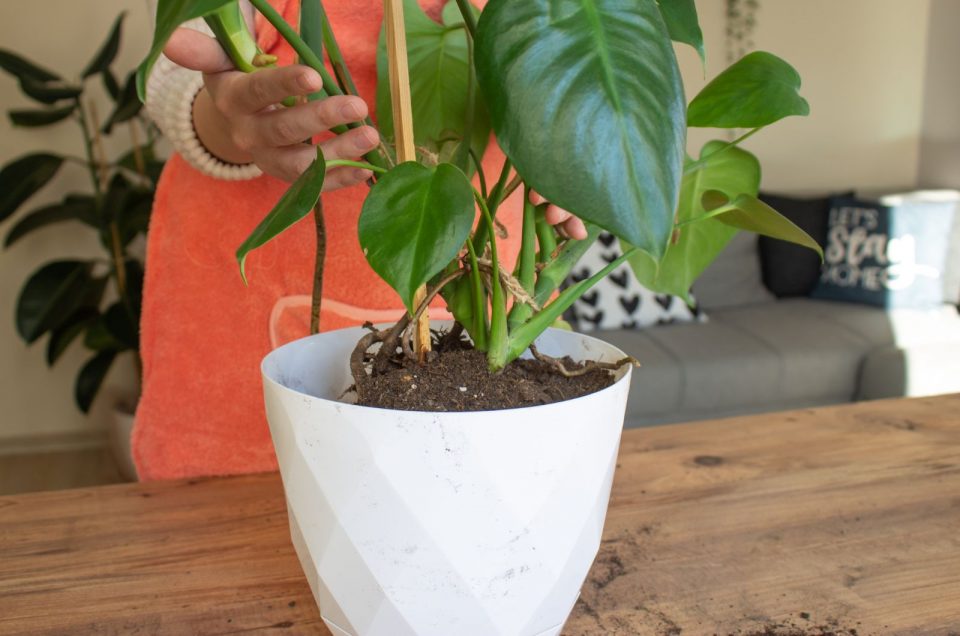 Detailed Step By Step Guide To Repotting Monstera Plants