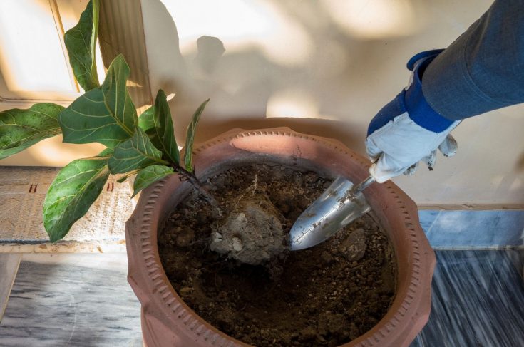 Fiddle Leaf Fig Root Rot: Signs, Causes, & How To Fix It