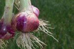 Onion Roots: Everything You Need To Know Right Here