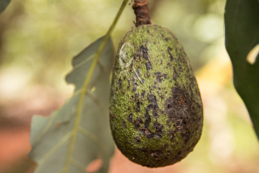 Annoying Avocado Leaf Problems And How To Fix Them