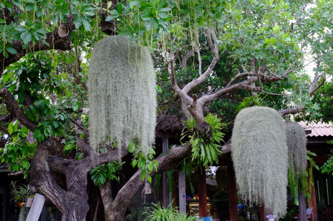 How To Care For Spanish Moss aka Tillandsia Usneoides