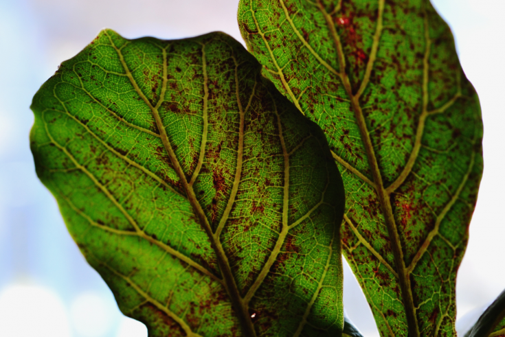 11 Fiddle Leaf Fig Problems & How To Deal With Them