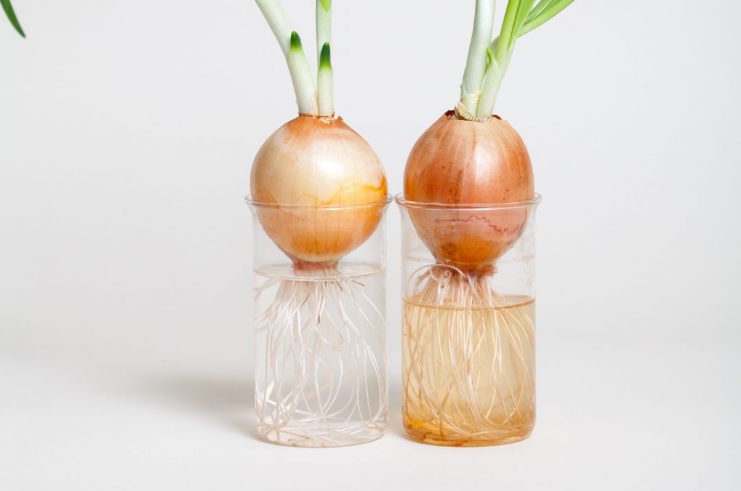 Onion Roots: Everything You Need To Know Right Here