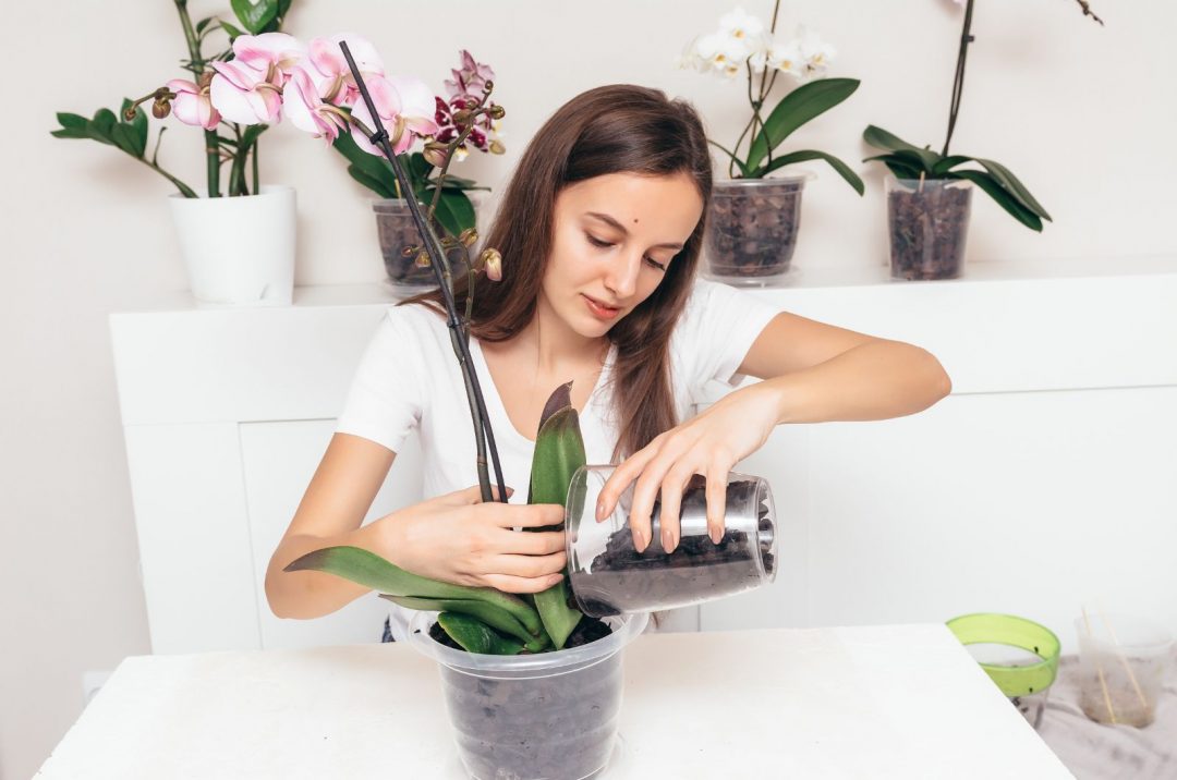 Step-By-Step Guide To Repotting Orchids (Best Tips)