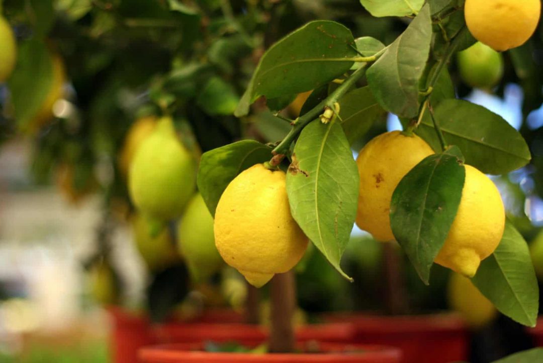 A Complete Guide Through The Lemon Tree Growth Stages