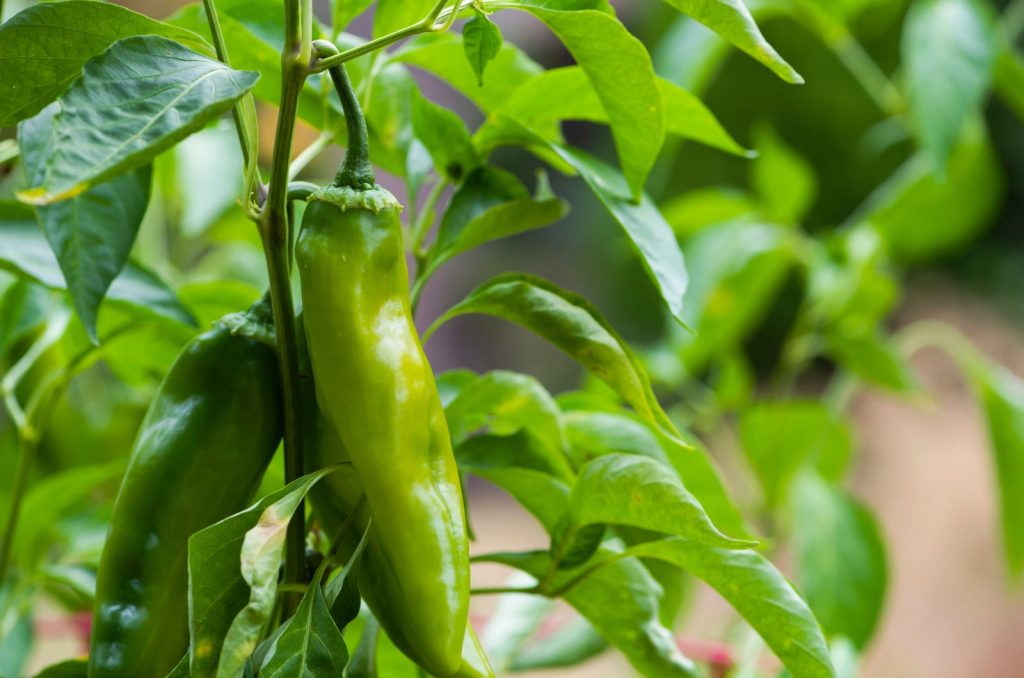 25 Best Types Of Pepper Plants To Grow In A Vegetable Garden