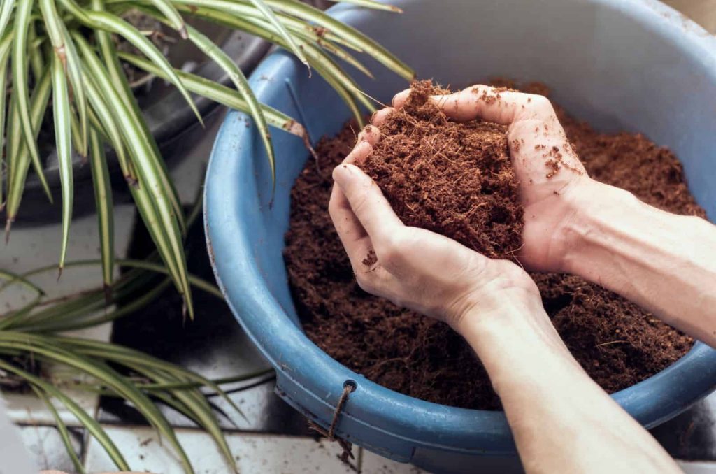 Benefits Of Using Coco Coir For Plants Indoors & Outdoors