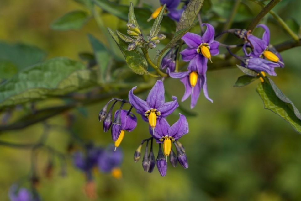 Good Blueberry Companion Plants & Some Plants You Should Avoid