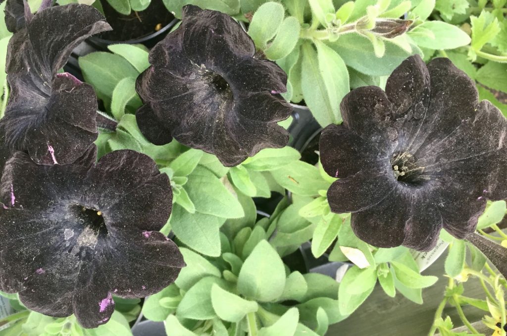 Care Guide For The Black Magic Petunia