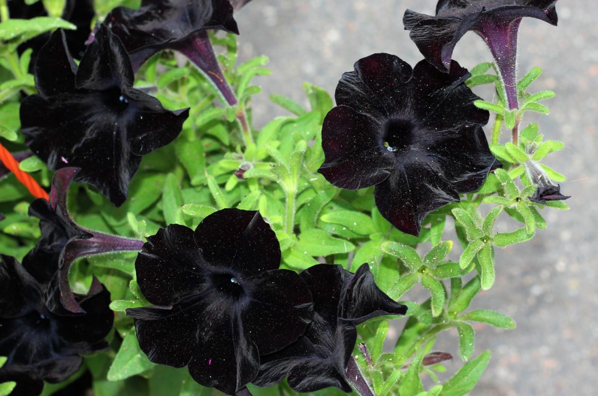 Care Guide For The Black Magic Petunia