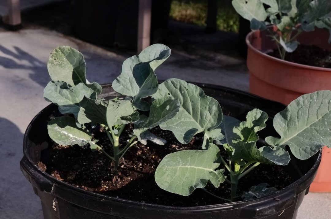 What Is The Perfect Broccoli Plant Spacing? Tips And Tricks